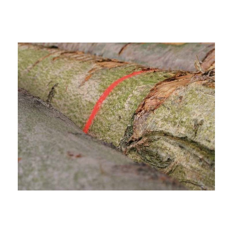 Neon Tree Marking Spray Paint | FLUO MARKER SOPPEC - Technima Central