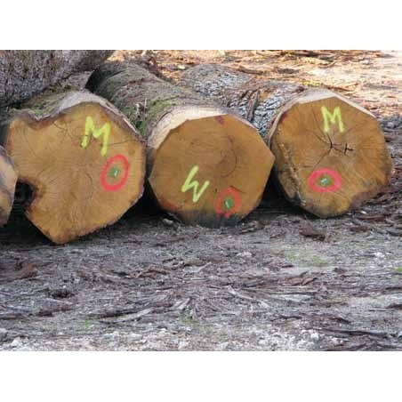 Highly fluorescent tree marking spray paint | FLASH MARKER SOPPEC ...