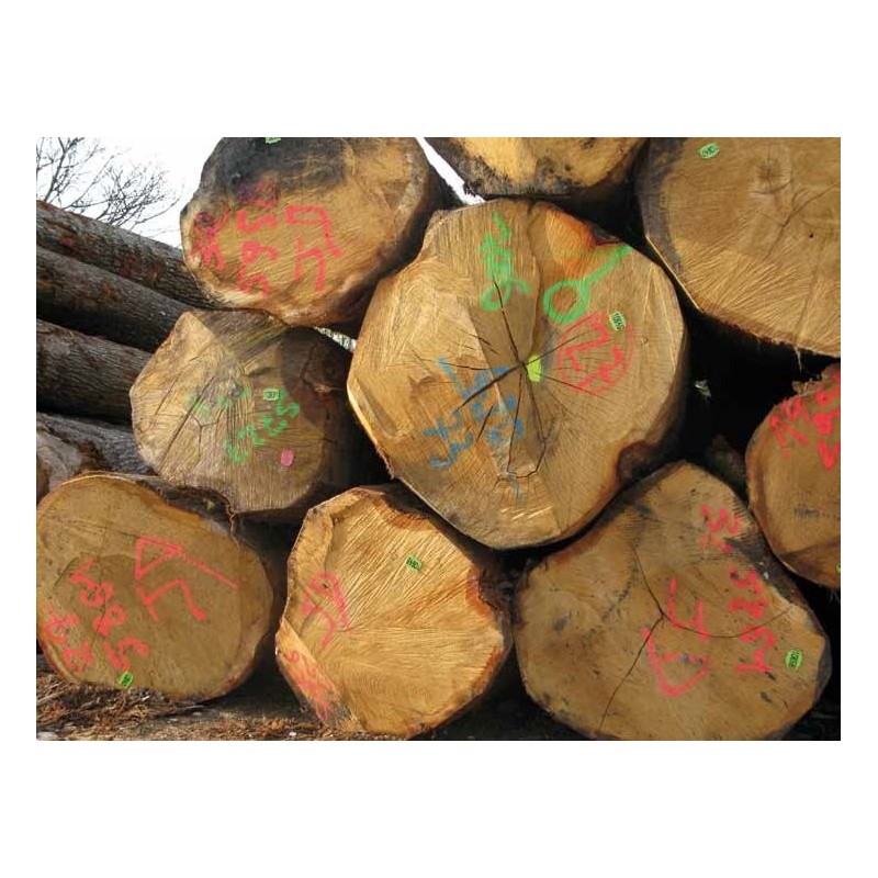 Highly fluorescent tree marking spray paint | FLASH MARKER SOPPEC ...